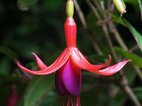 Emsworth Horticultural Society